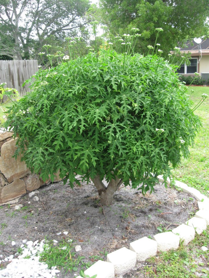 Florida-Guatemala Project: The chaya project - Chaya plants for sale